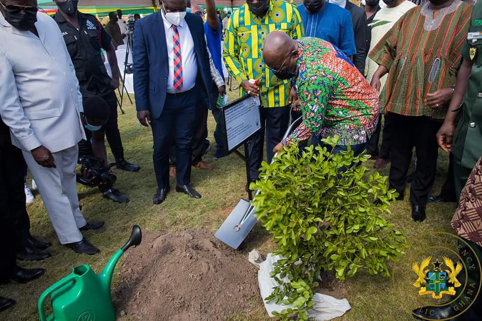 Ghana’s Green project targets planting over 5 million trees – Africa ...