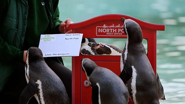 Penguins post Christmas wishes to Santa » Africa Global Village