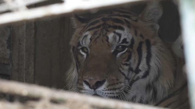 New life for Tigers held in train carriage in Argentina as they head to ...