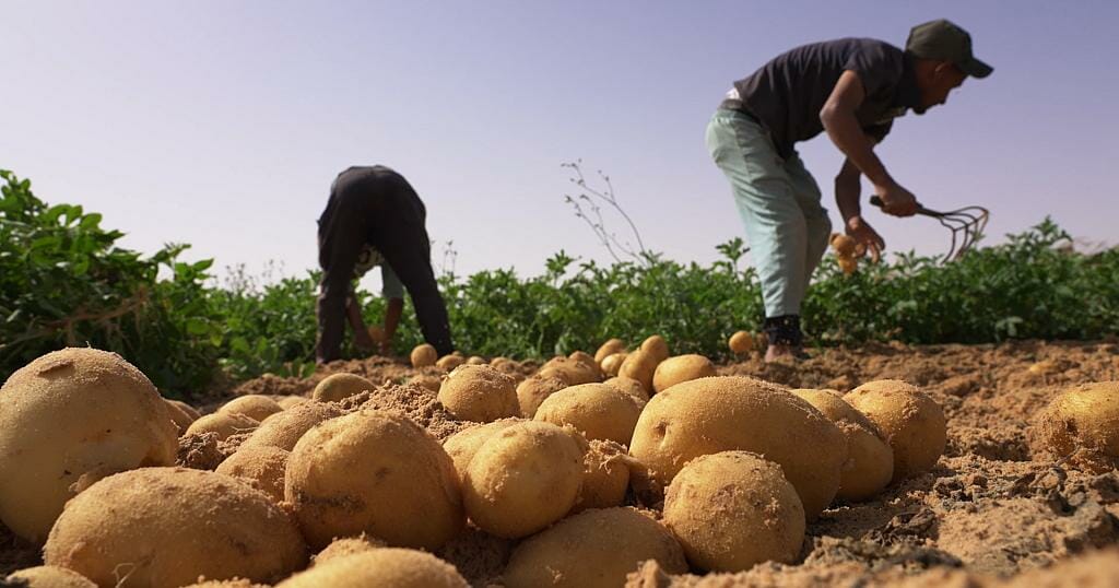 From sand to spuds: How Algeria galvanised its agricultural sector ...