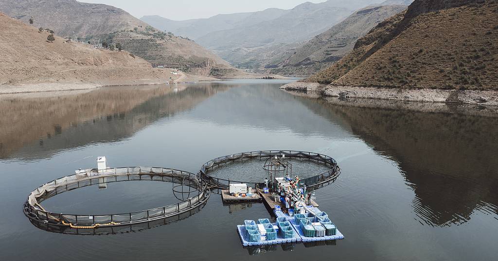 Mountainous Lesotho finds gold in trout fish farming » Africa Global ...