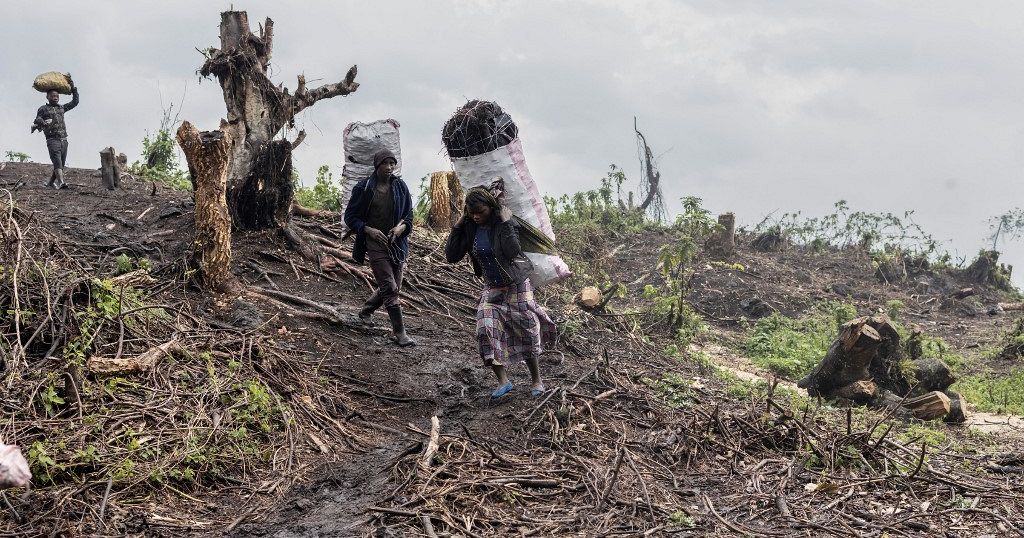 Deforestation threatens national park in DRC – Africa Global Village