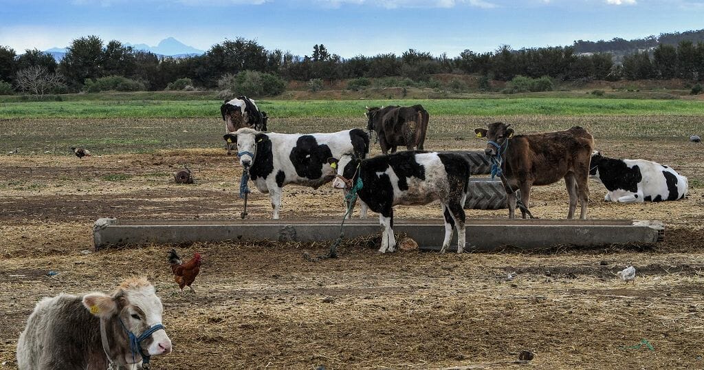 Tunisia milk market ‘collapsing’ as feed prices soar – Africa Global ...