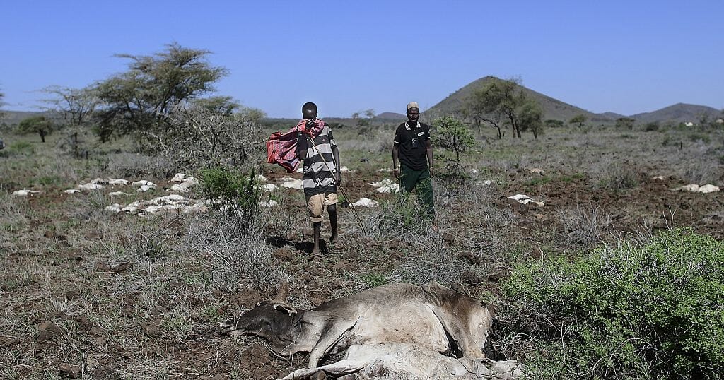Human Wildlife conflict still on the rise globally » Africa Global Village
