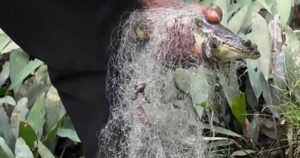 Cameroon's giant frogs threatened with extinction » Africa Global Village